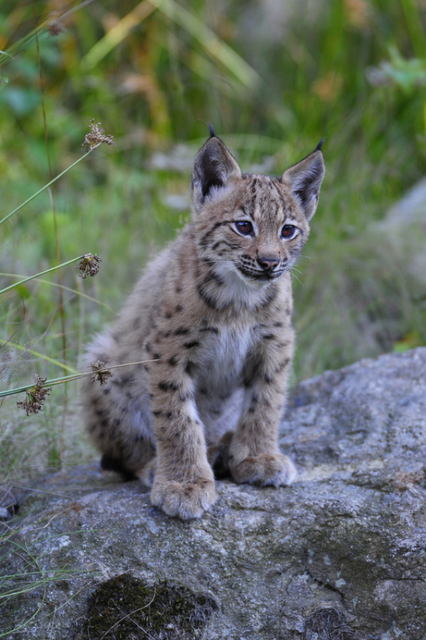 Luchs